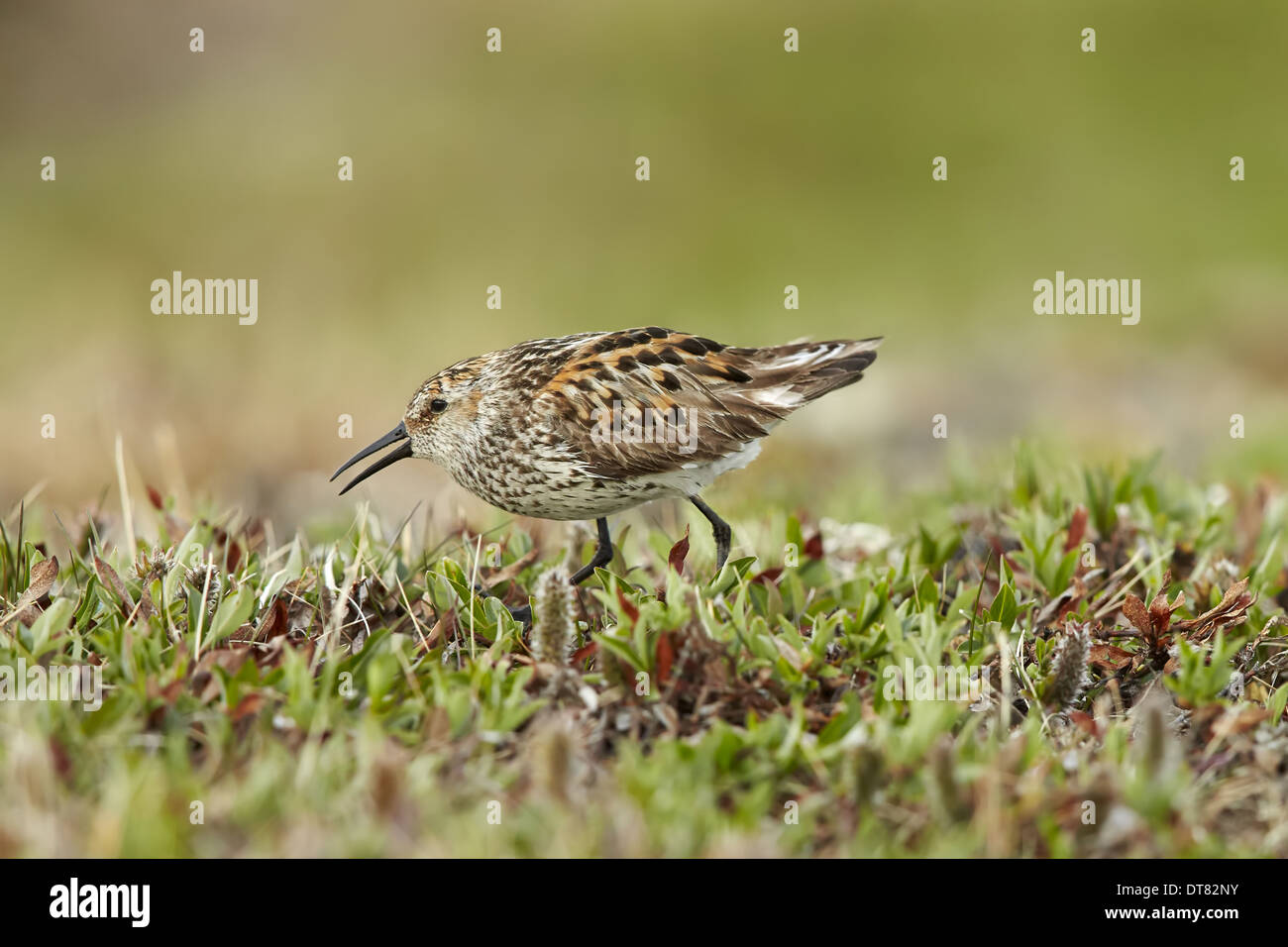 Western Sandpiper (Calidris mauri) adult, breeding plumage, walking on ...