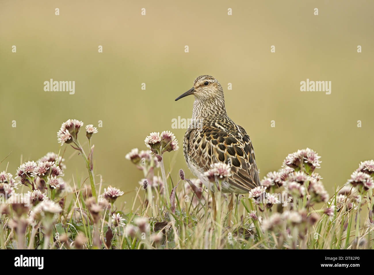 Pectoral Sandpiper (Calidris melanotos) adult breeding plumage standing ...