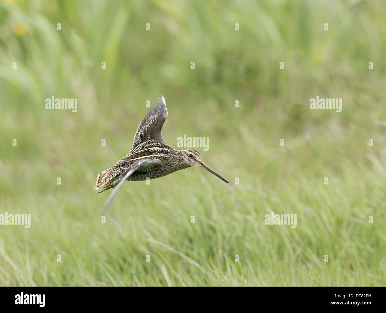 Uk snipe bird flying common hi-res stock photography and images - Alamy