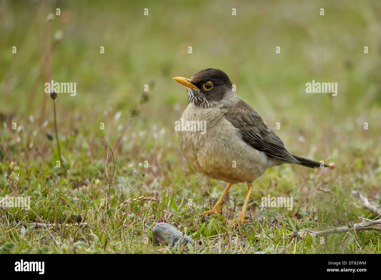 Austral Thrush (Turdus falcklandii magellanicus) adult standing on ...