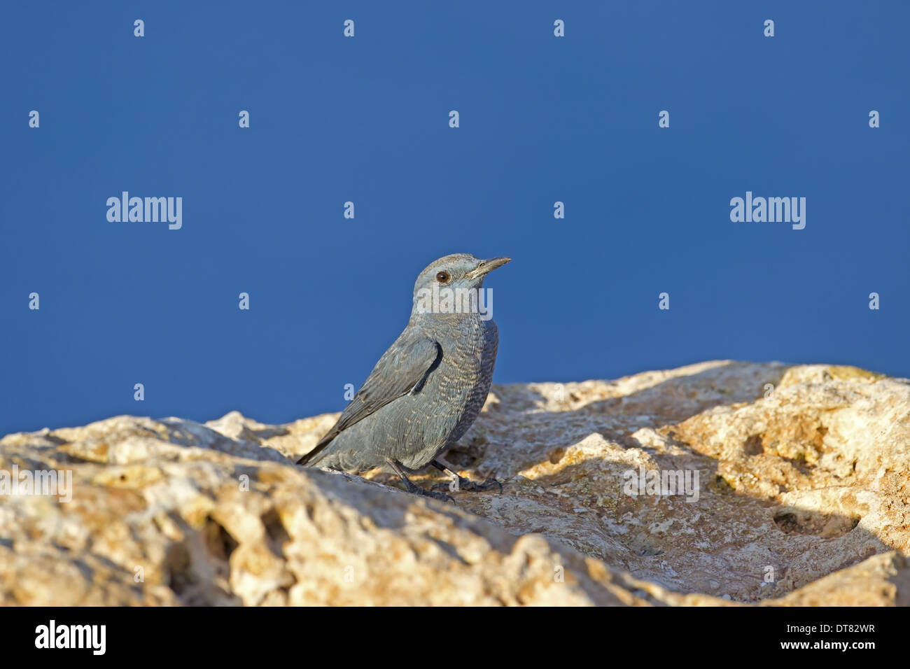 Blue Rock-thrush (Monticola solitarius) adult male, standing on rocks ...