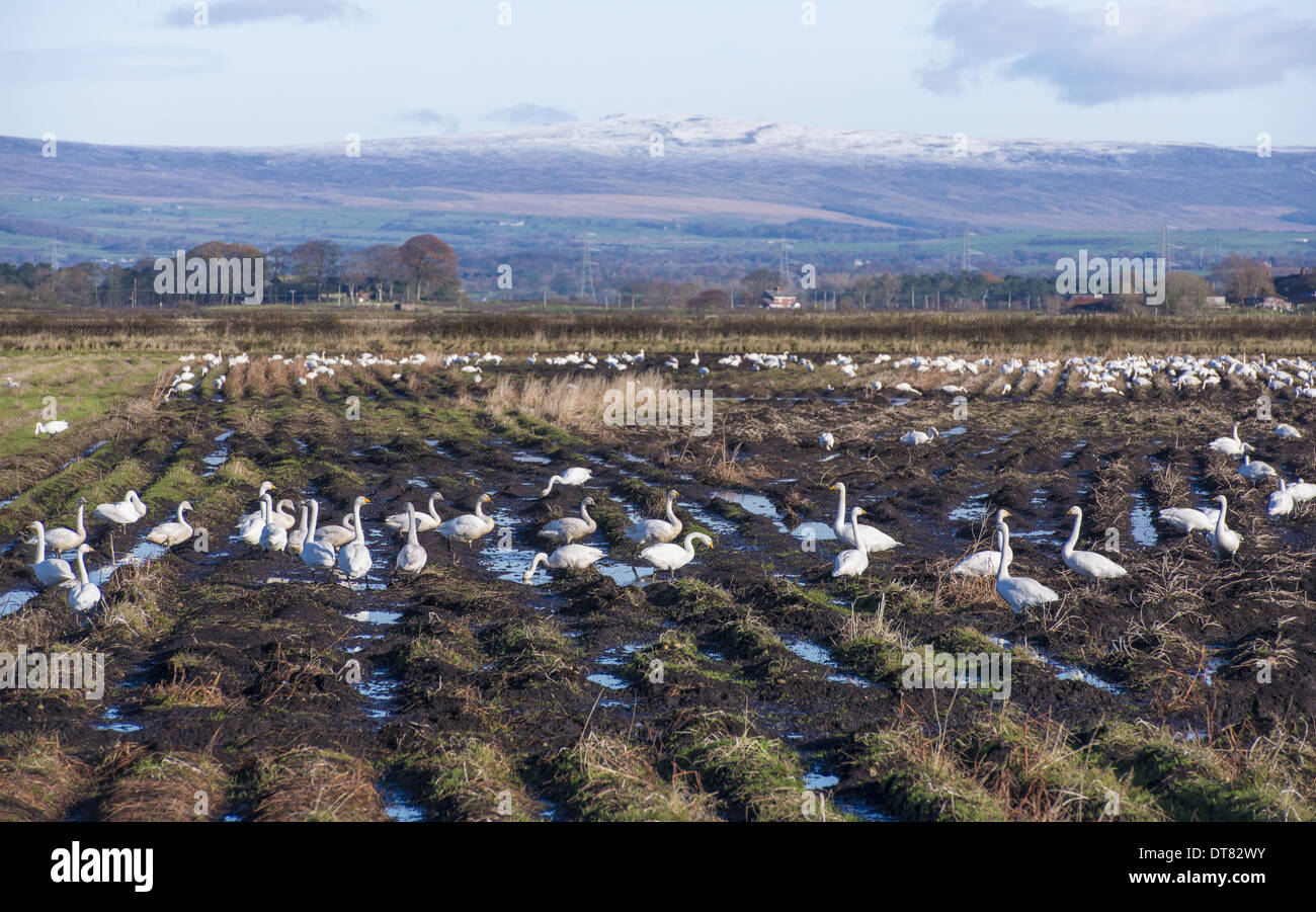 Pilling lancashire hi-res stock photography and images - Alamy