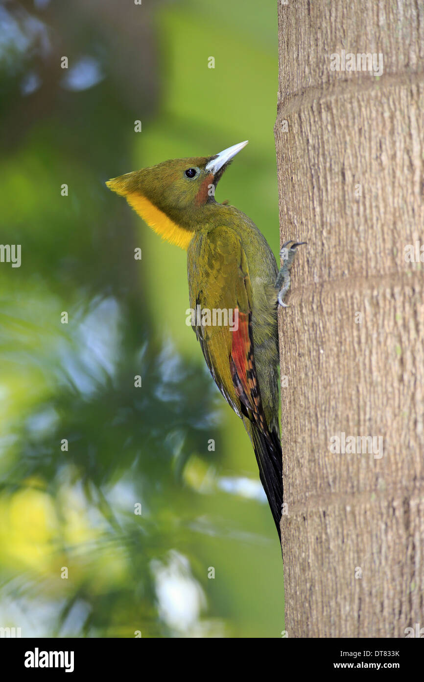 Greater Yellownape (Picus flavinucha) adult female, clinging to tree ...