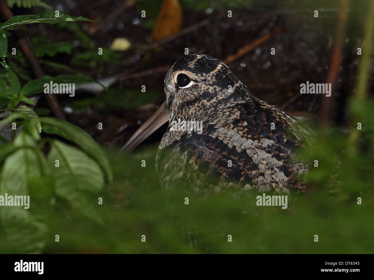Eurasian Woodcock (Scolopax rusticola) adult amongst vegetation on ...