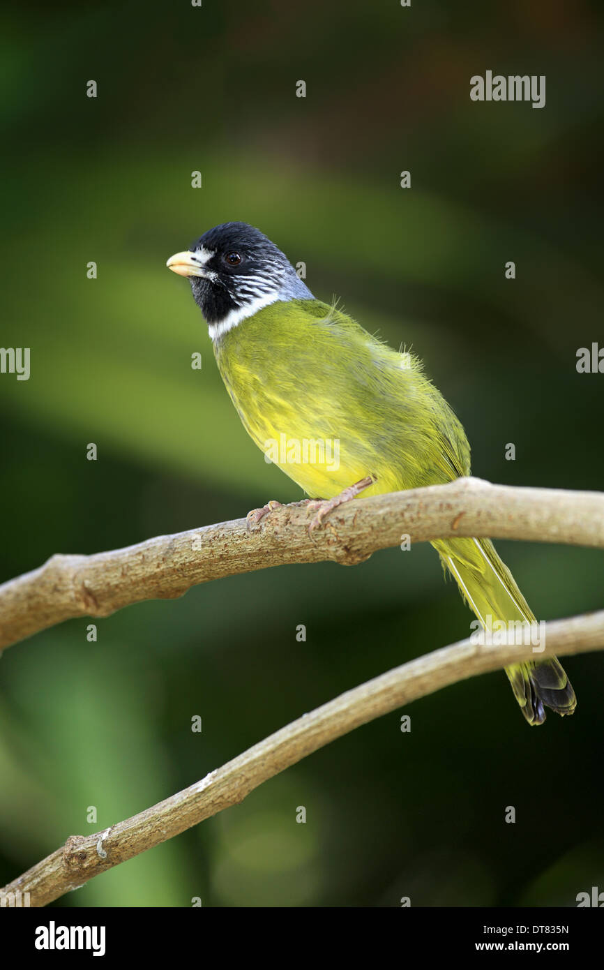 Collared Finchbill (Spizixos semitorques) adult, perched on twig ...