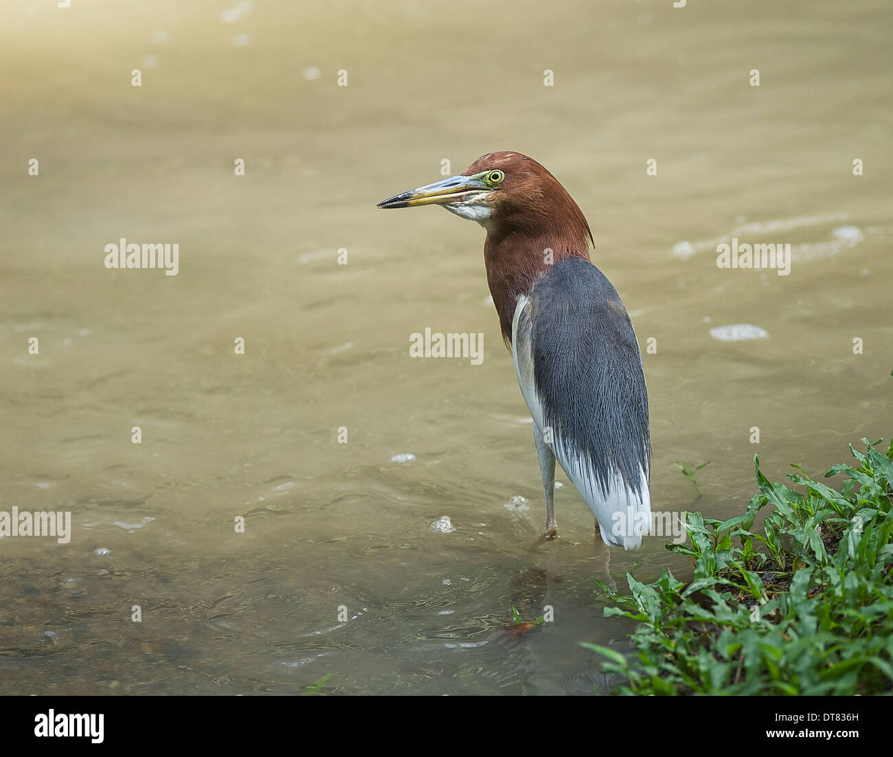 Chinese Pond Heron (Ardeola bacchus Stock Photo - Alamy