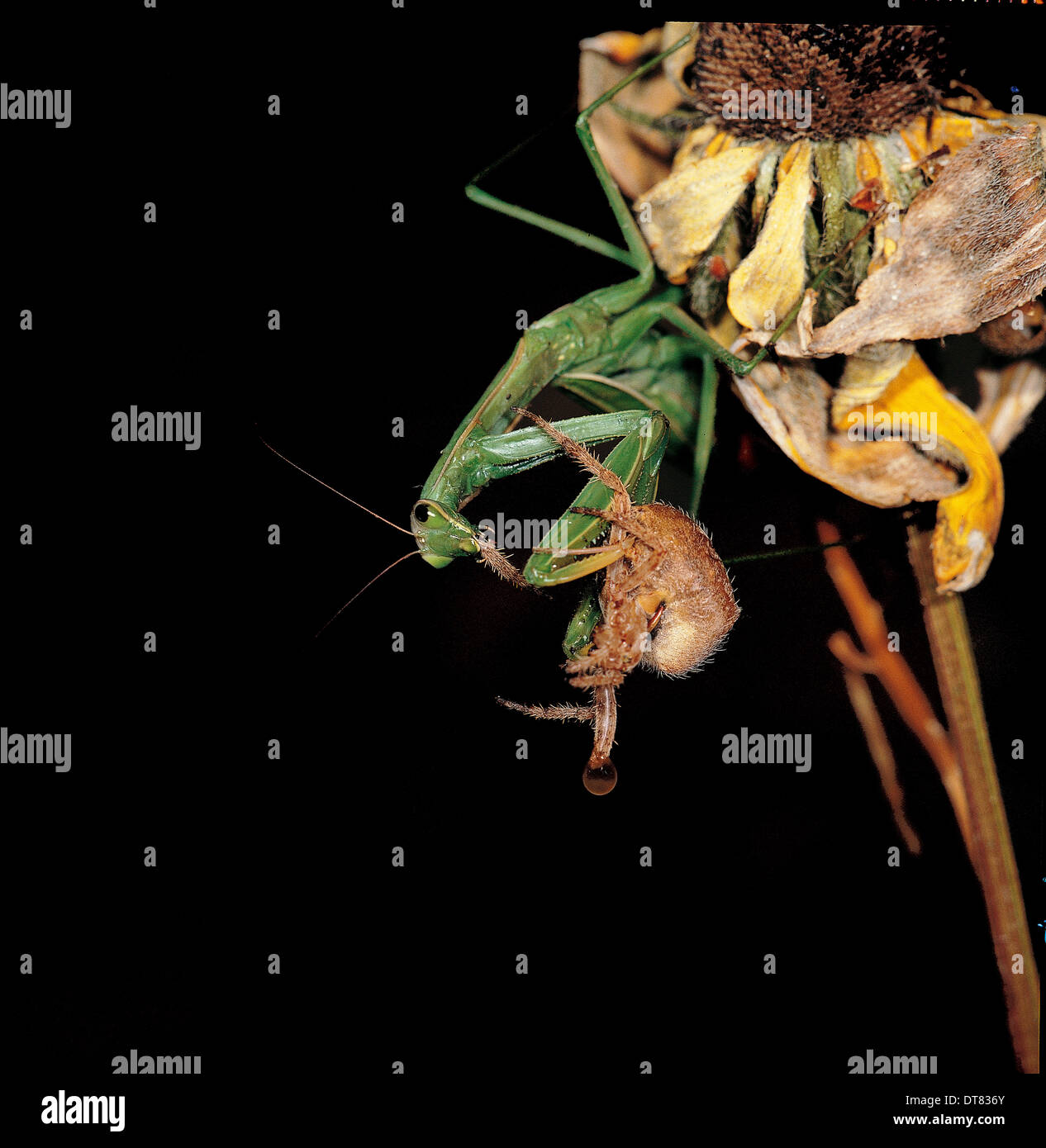 Praying mantis female eating male hi-res stock photography and images ...