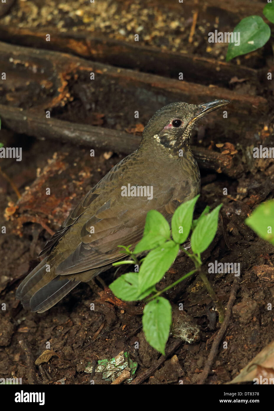 Thrushes of thailand hi-res stock photography and images - Alamy