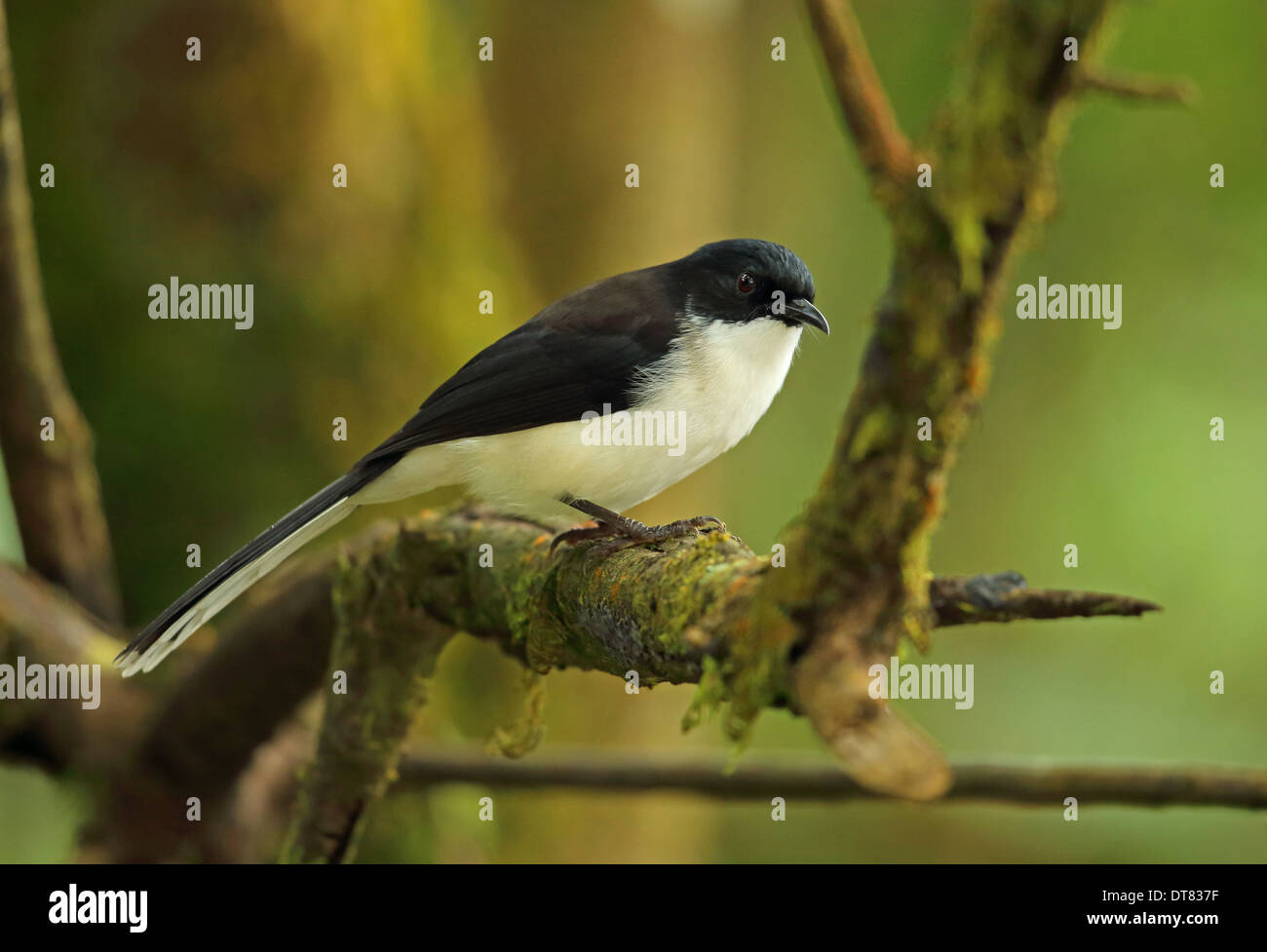Dark-backed Sibia (Heterophasia melanoleuca radcliffei) adult perched ...