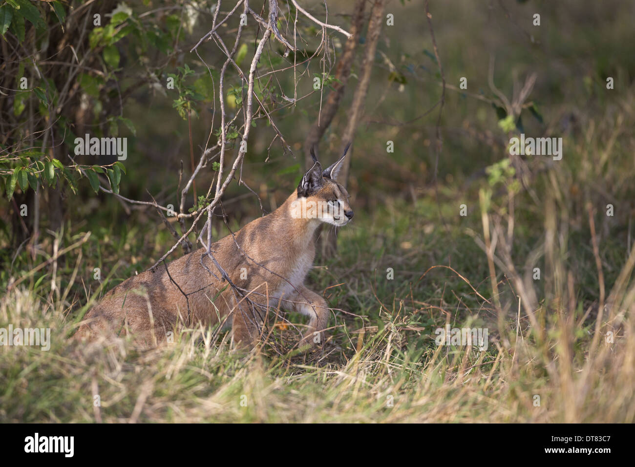 Caracal stalking hi-res stock photography and images - Alamy