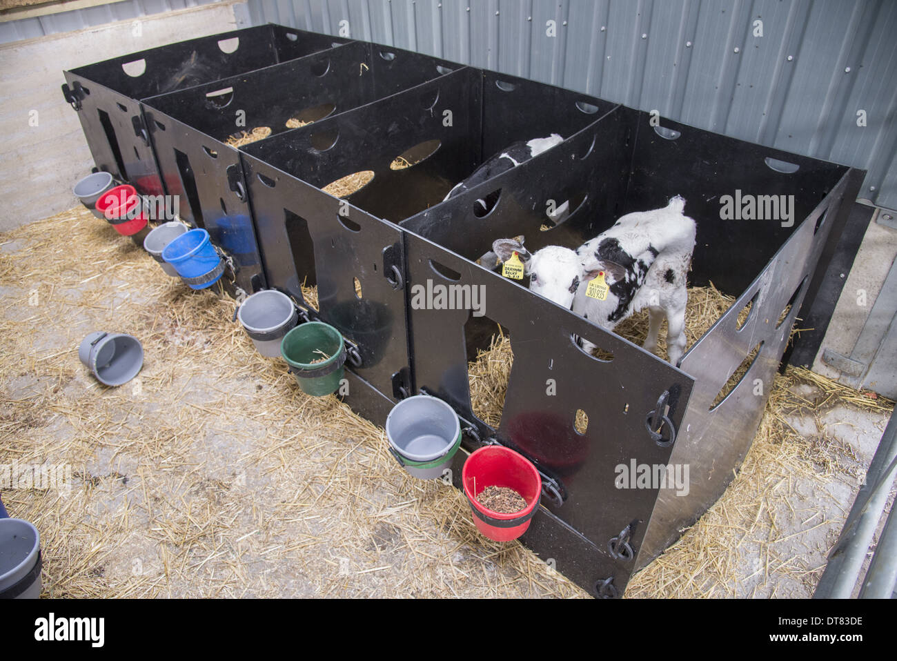 Holstein dairy cows in pens hi-res stock photography and images - Alamy