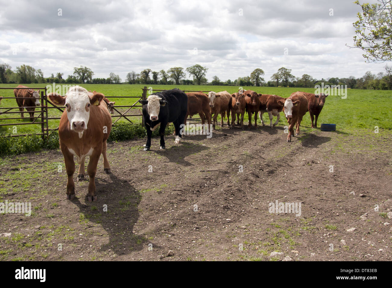 Domestic Cattle, beef herd, standing at gateway in pasture, near ...