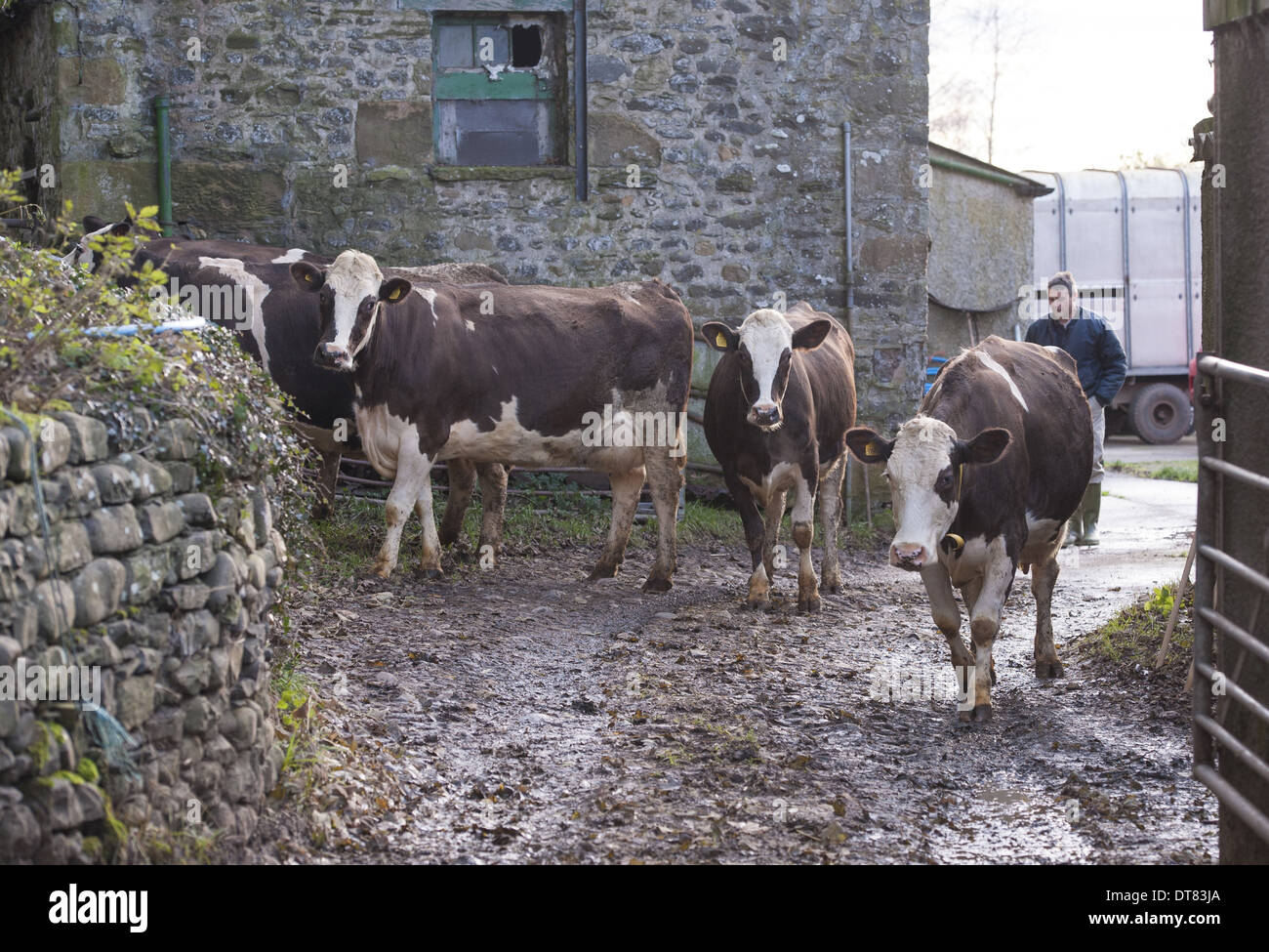 Domestic Cattle, Fleckvieh crossbreed cows, dairy herd standing in ...