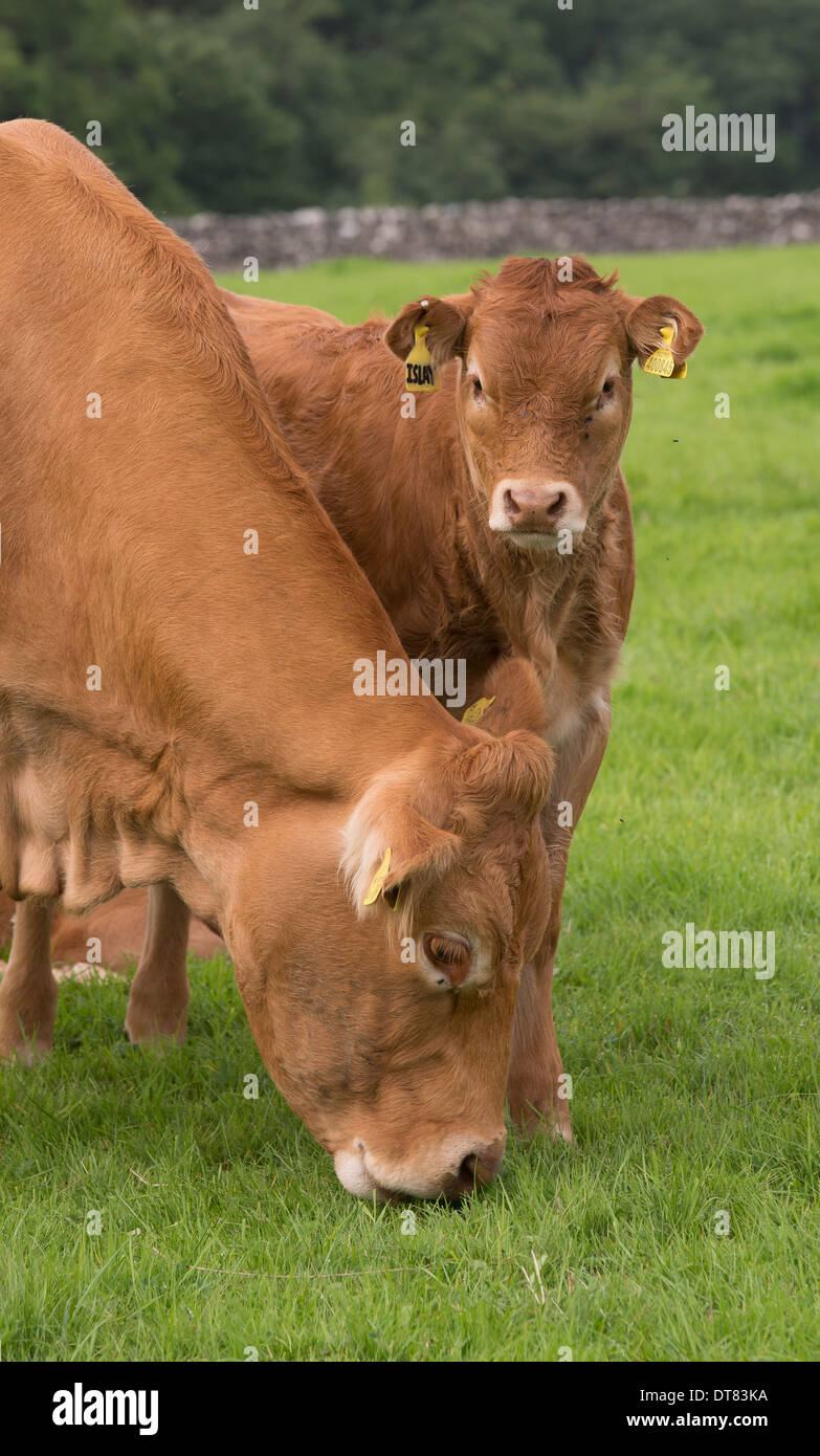 Young limousin beef cattle in hi-res stock photography and images - Alamy