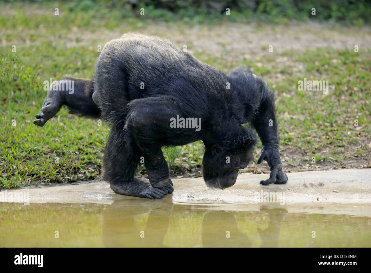 Chimp drinking water hi-res stock photography and images - Alamy