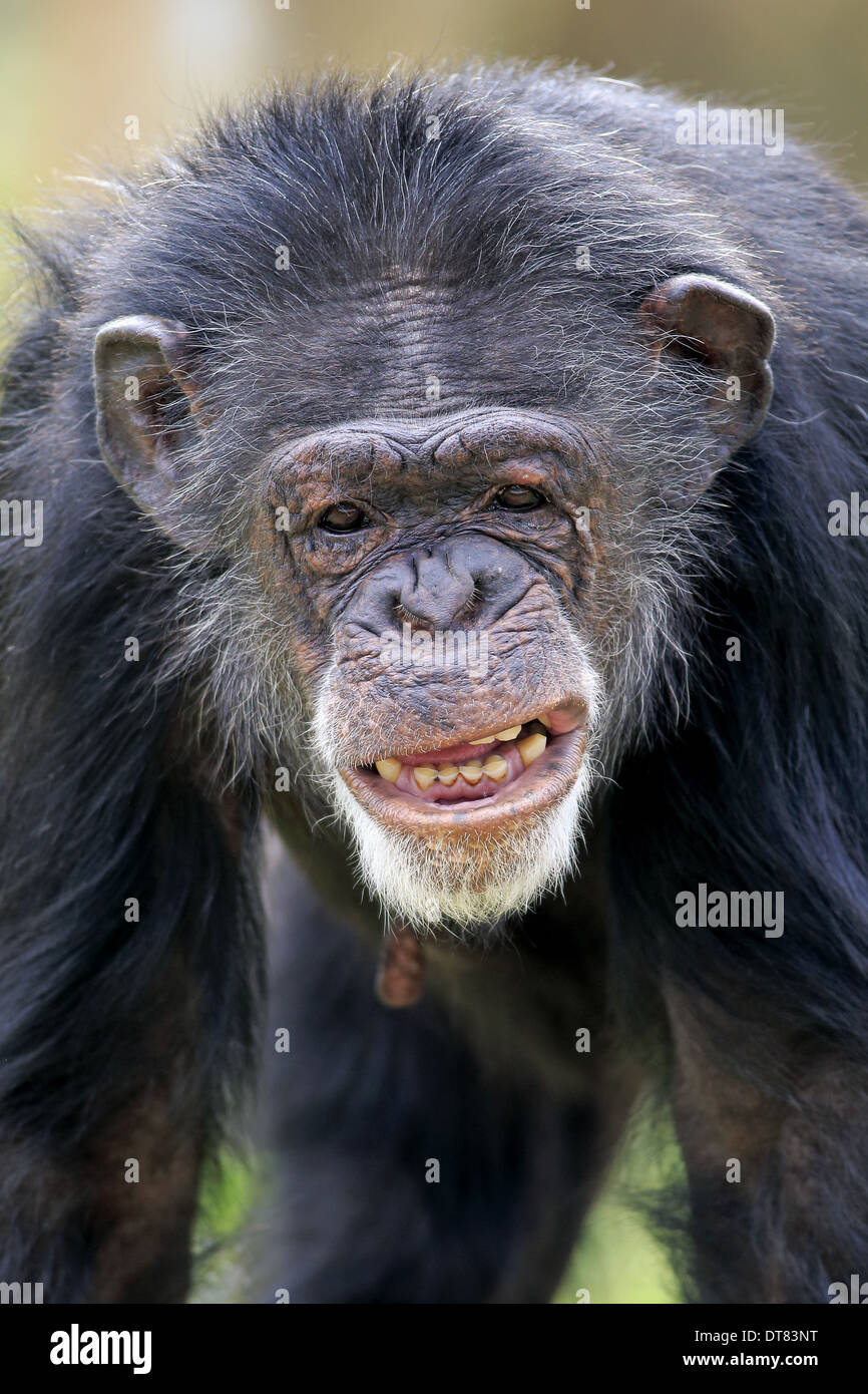 Male chimpanzee mouth open hi-res stock photography and images - Alamy