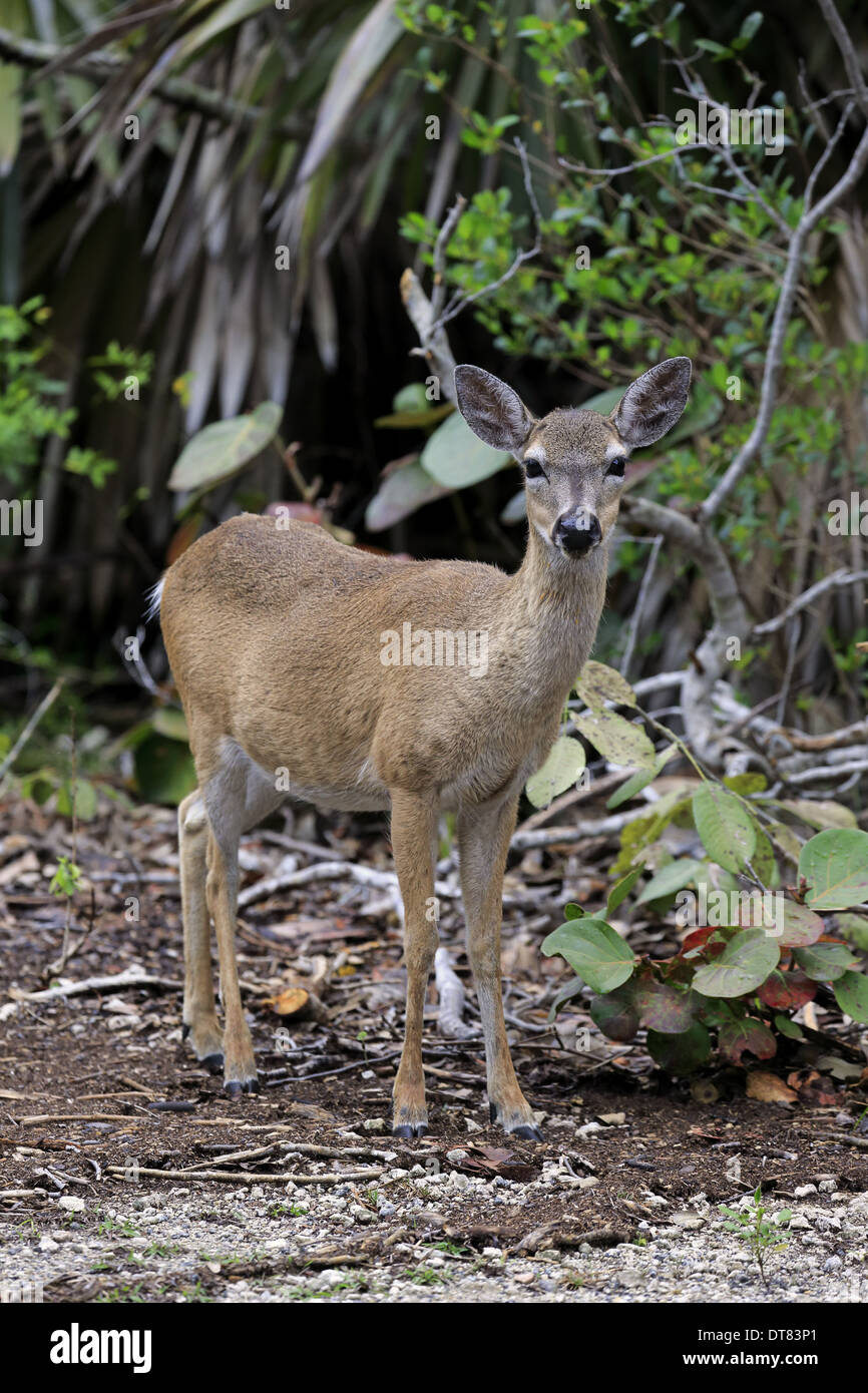 Endangered key deer standing hi-res stock photography and images - Alamy