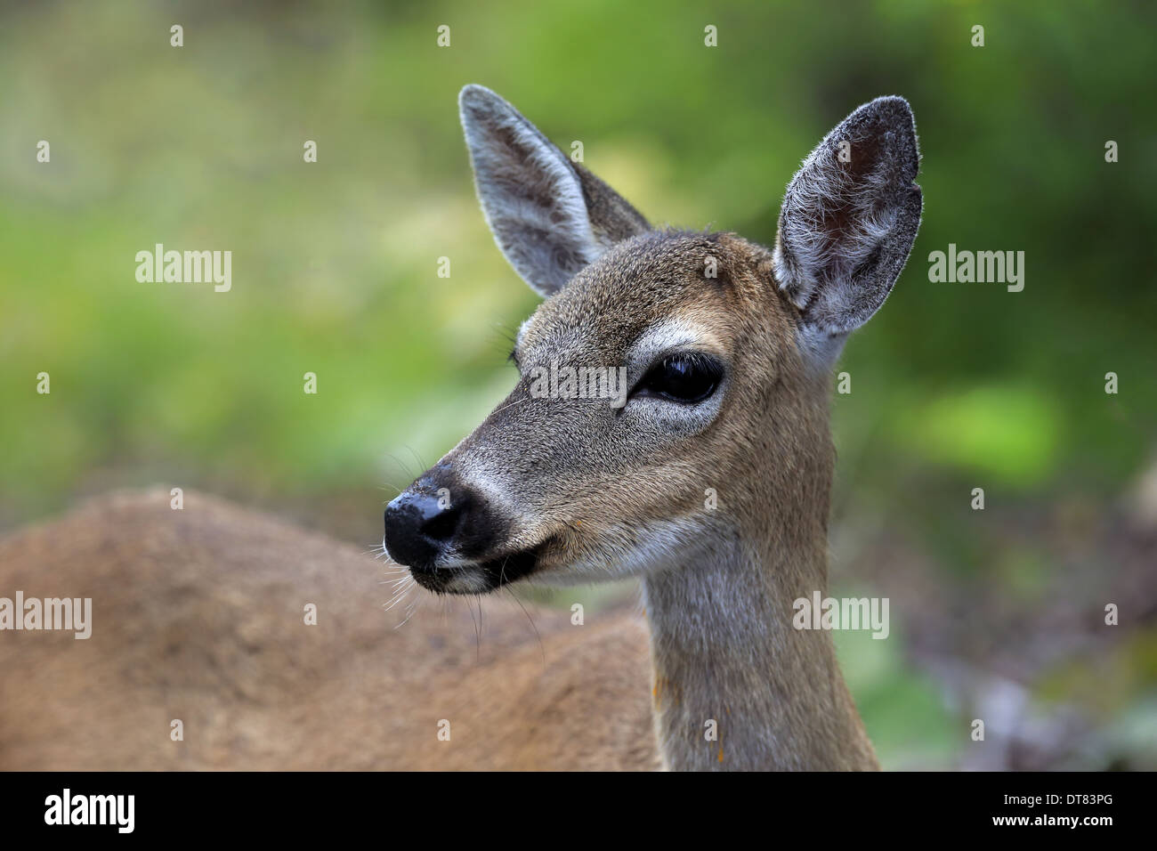 Key Deer (Odocoileus virginianus clavium) doe, close-up of head ...