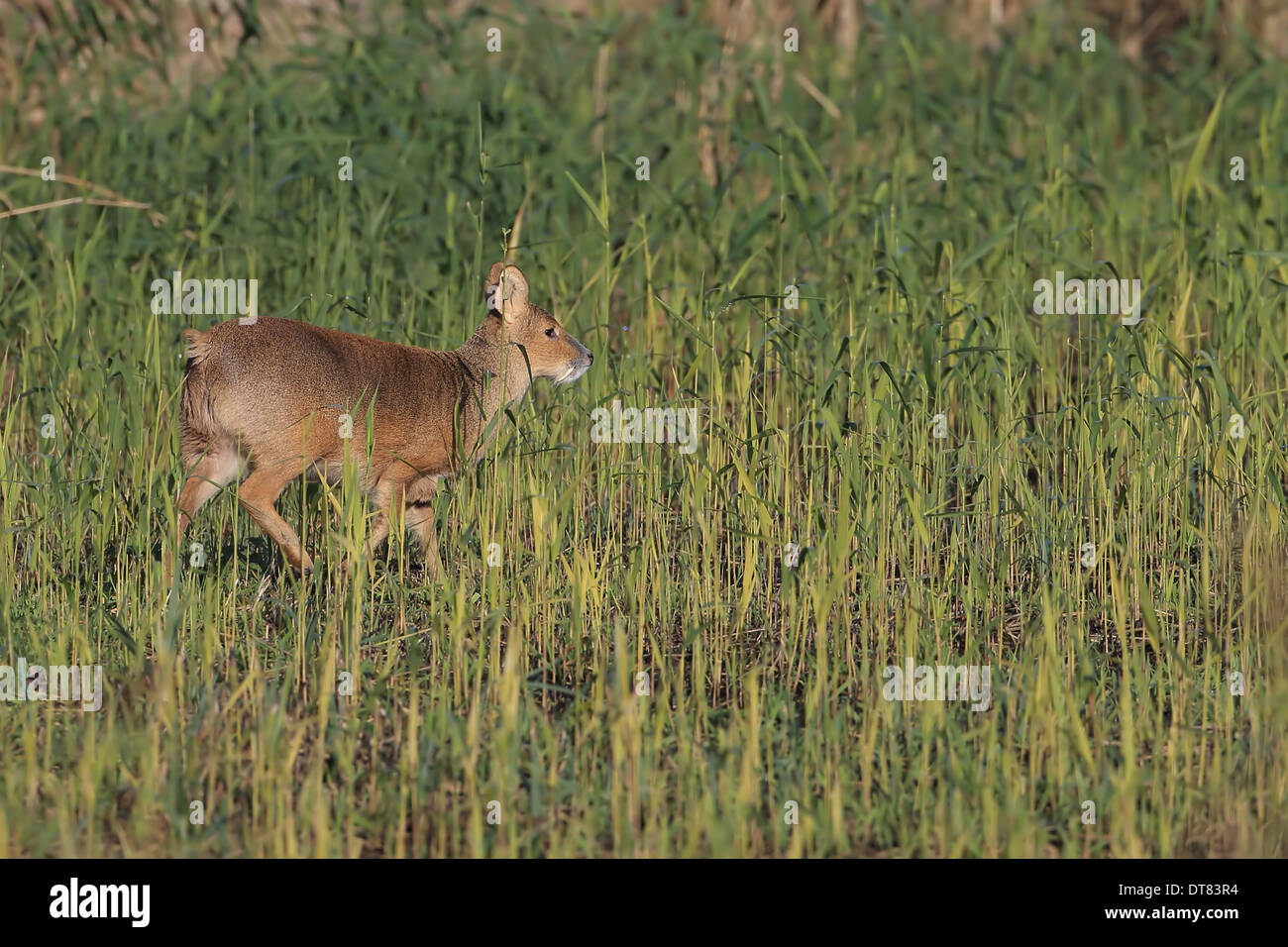 Chinese Water Deer (Hydropotes inermis) introduced species, adult male ...