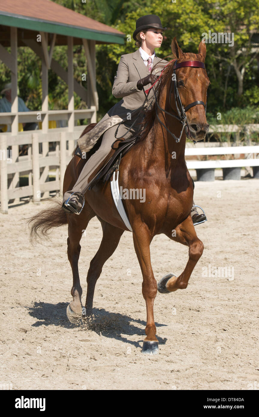 Saddlebred competition, Palm Beach Equestrian Club Stock Photo - Alamy