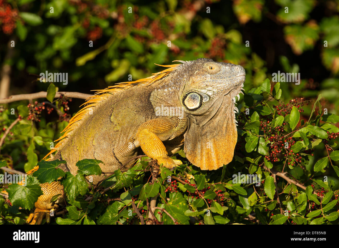 Green Iguana (Iguana iguana) in tree, Arthur C Marshall Wildlife ...