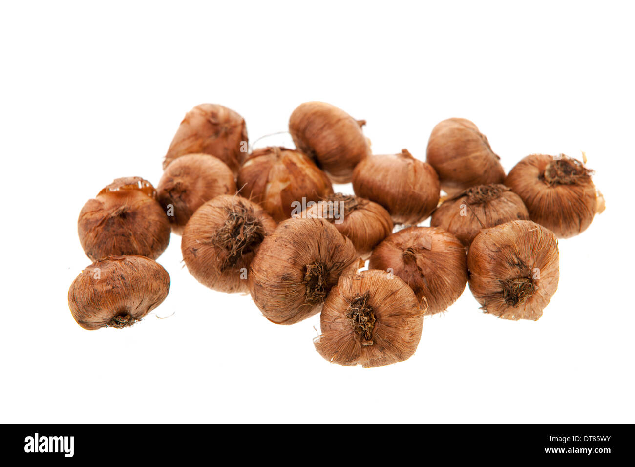 Crocuses flower bulbs isolated over white background Stock Photo - Alamy