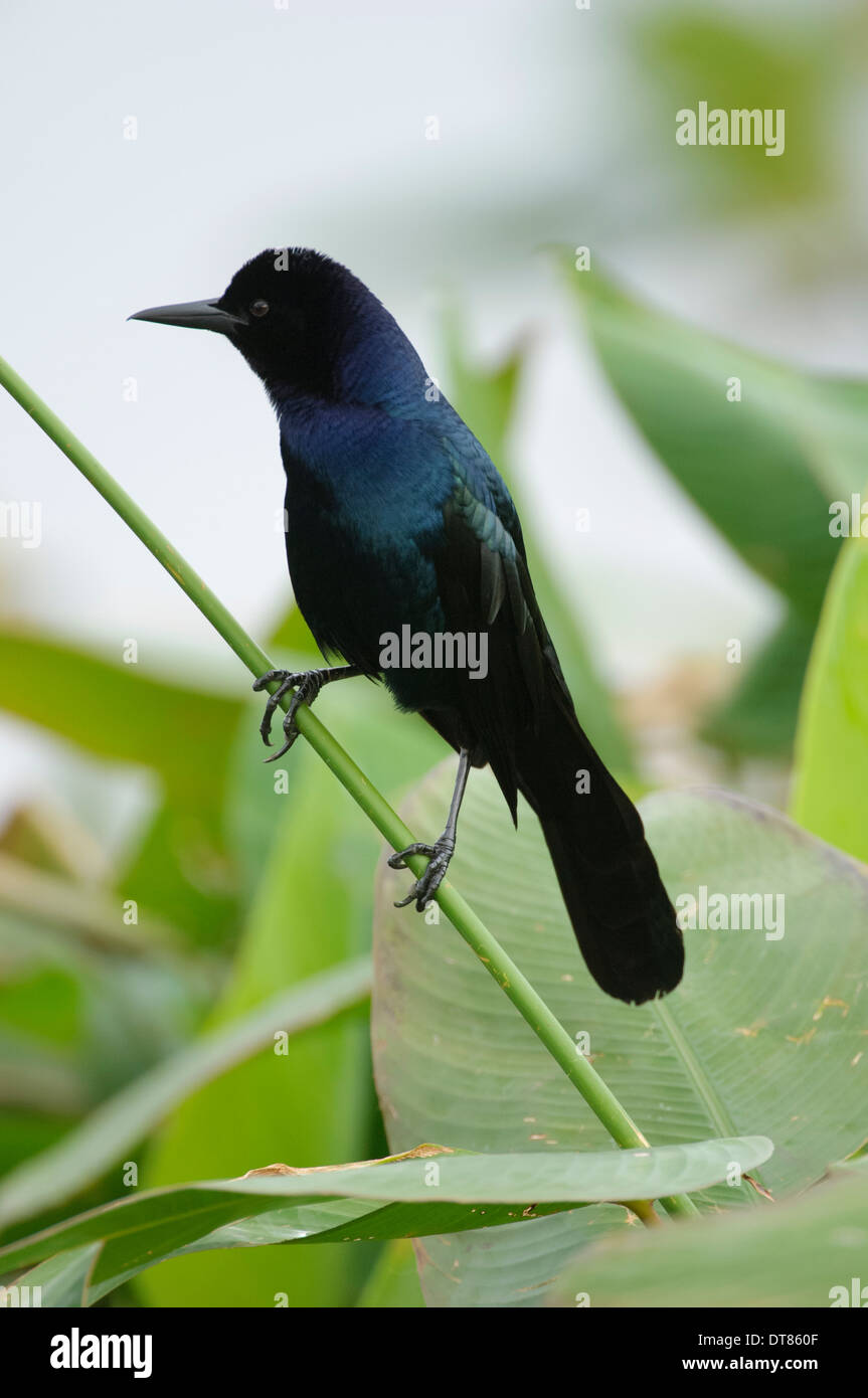 Boat-tailed Grackle (Quiscalus major) perched on a reed, Wakodahatchee ...