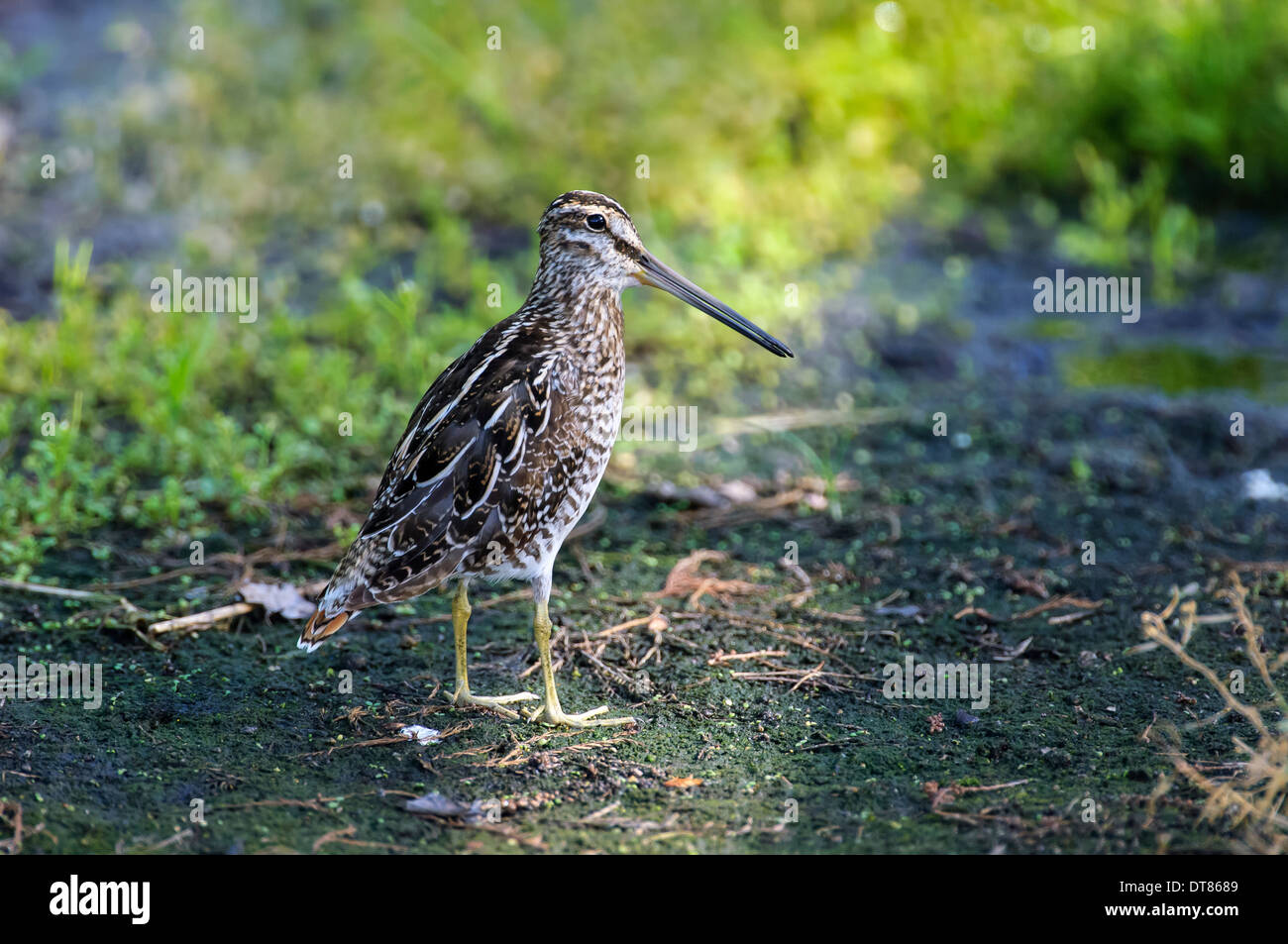 Common Snipe (Gallinago gallinago) searches for food, Green Cay Nature ...