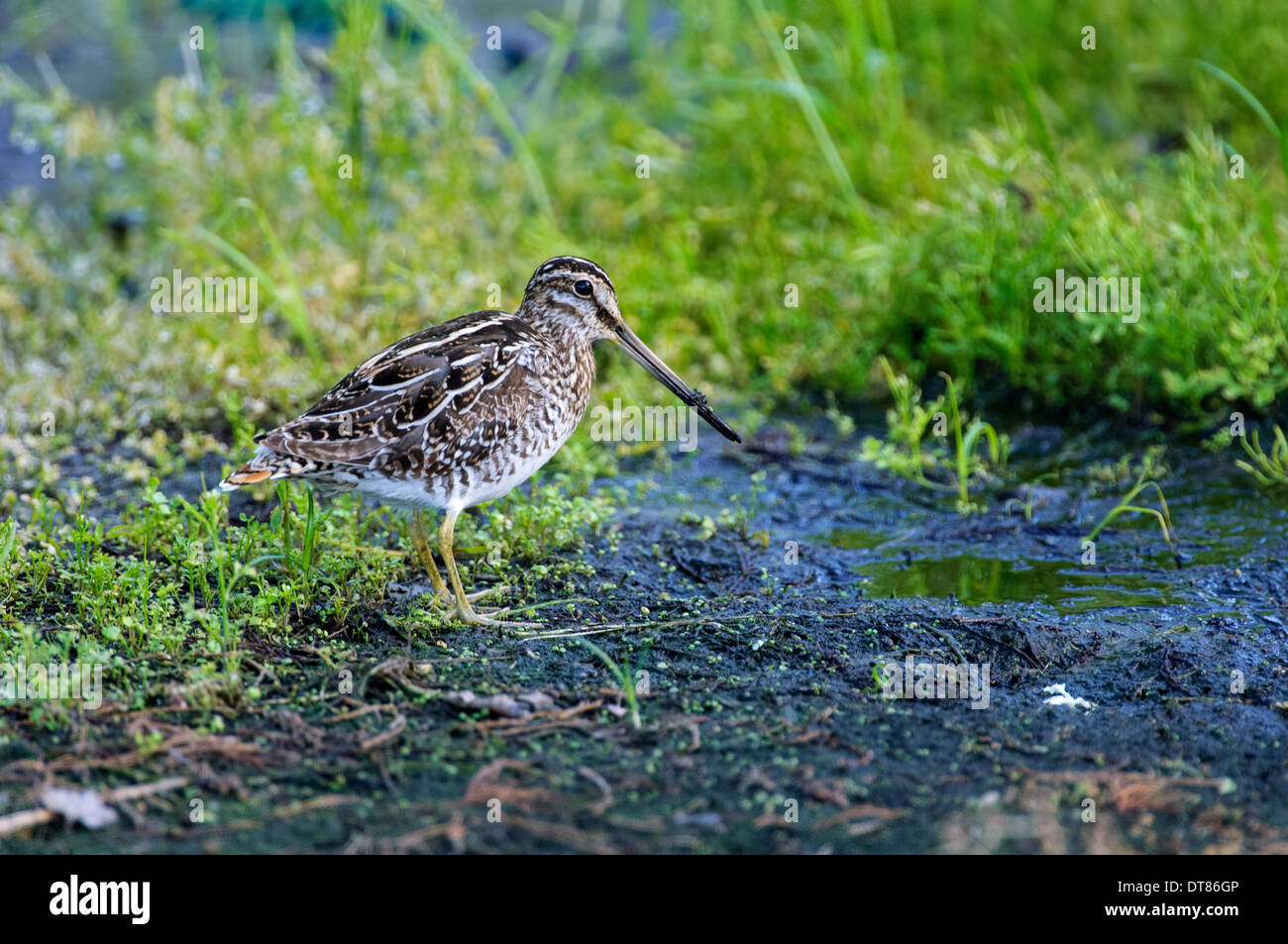 Common Snipe (Gallinago gallinago), Green Cay Nature Area, Florida ...