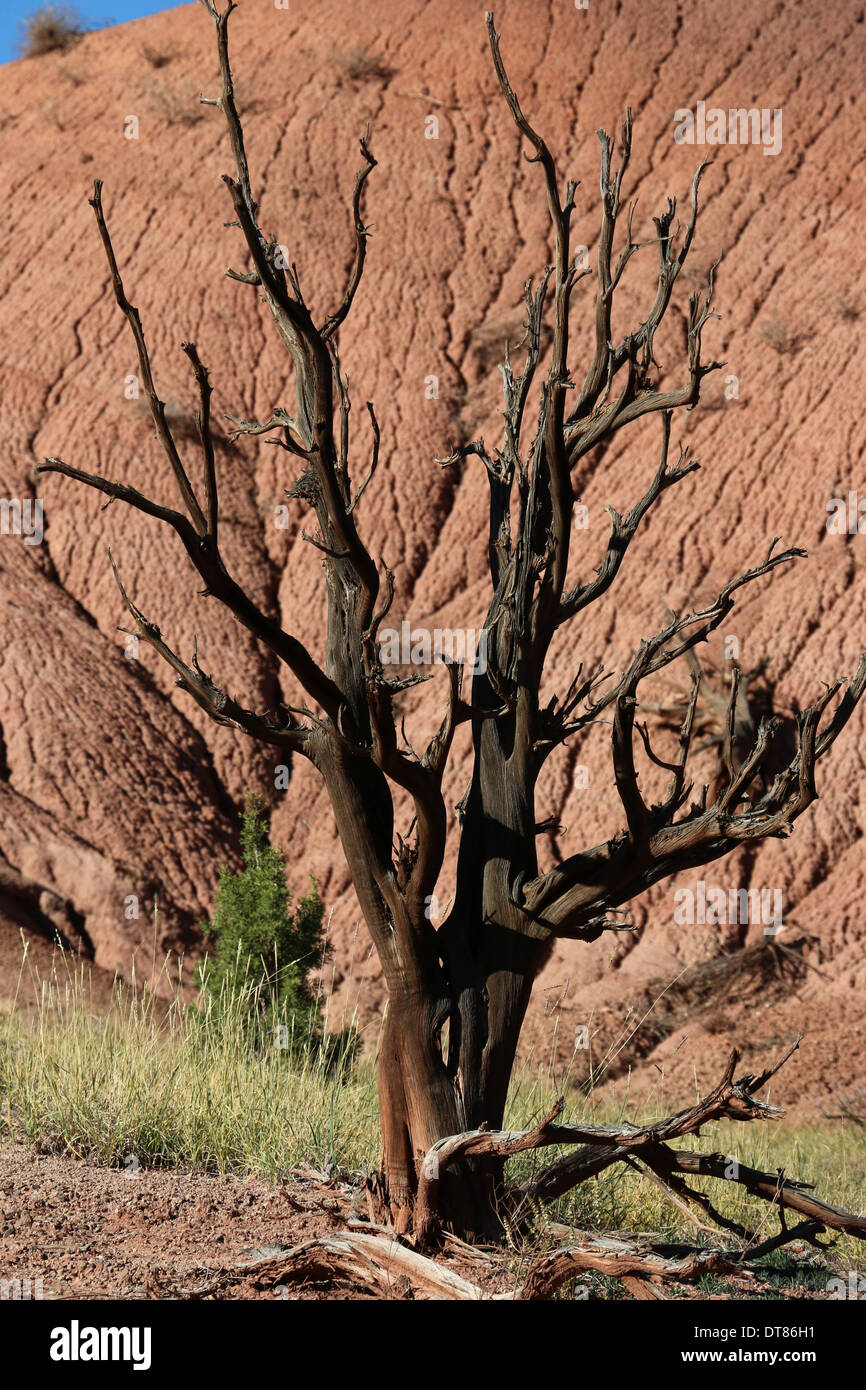 Twisted dead tree hi-res stock photography and images - Alamy
