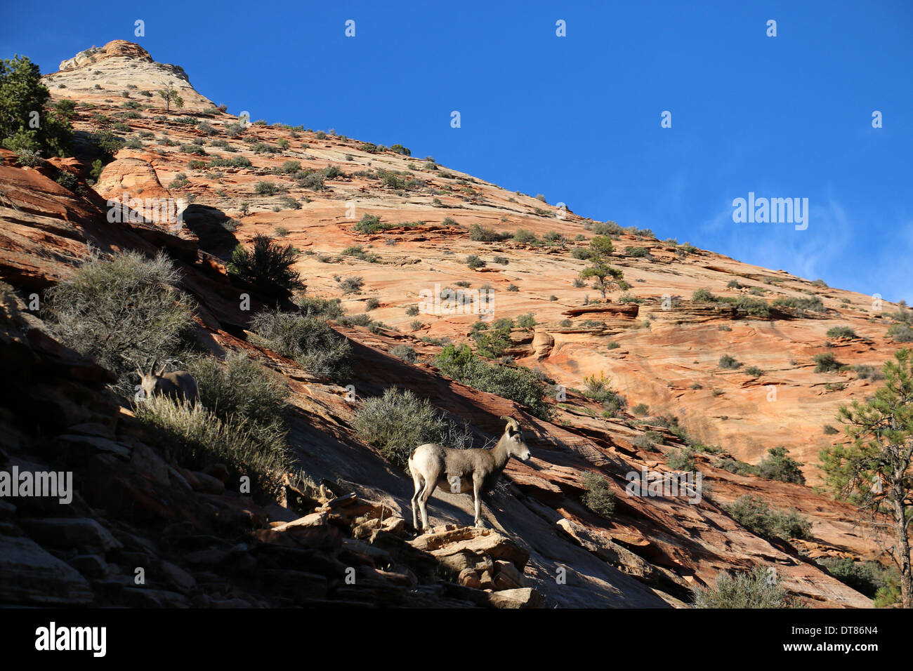 Desert Bighorn sheep in Zion National Park Utah Stock Photo - Alamy