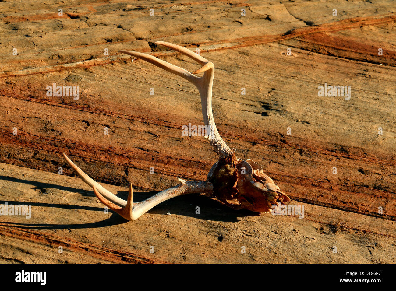Mule deer skull and antlers Utah sunset cliff rock slick slickrock game ...
