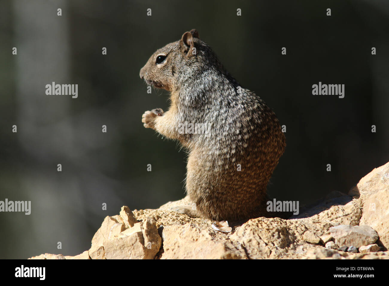 Rock squirrel in Zion National Park Utah Stock Photo - Alamy
