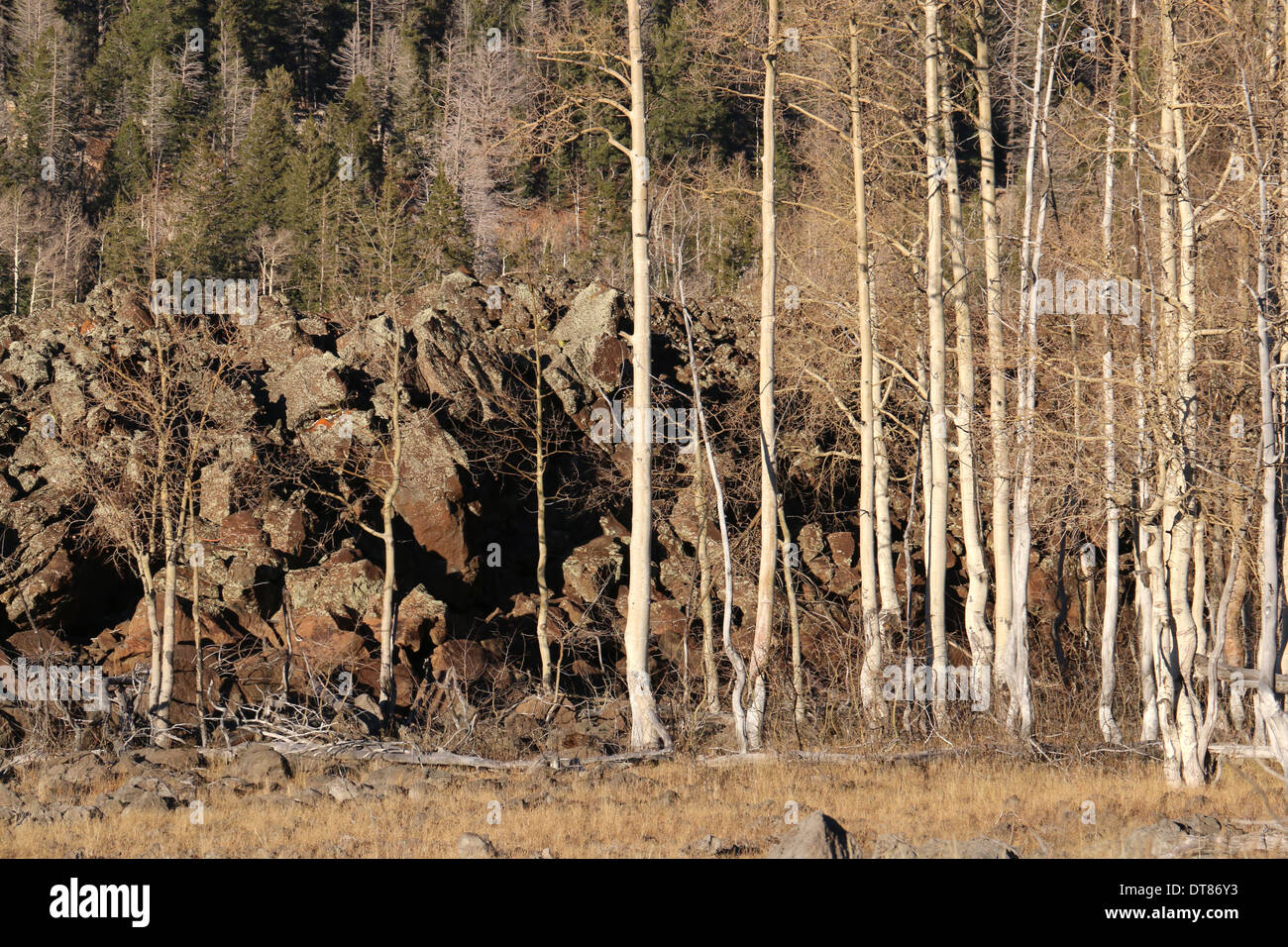 trees on ahah basaltic flows lava Markagunt Plateau volcanic field Utah ...