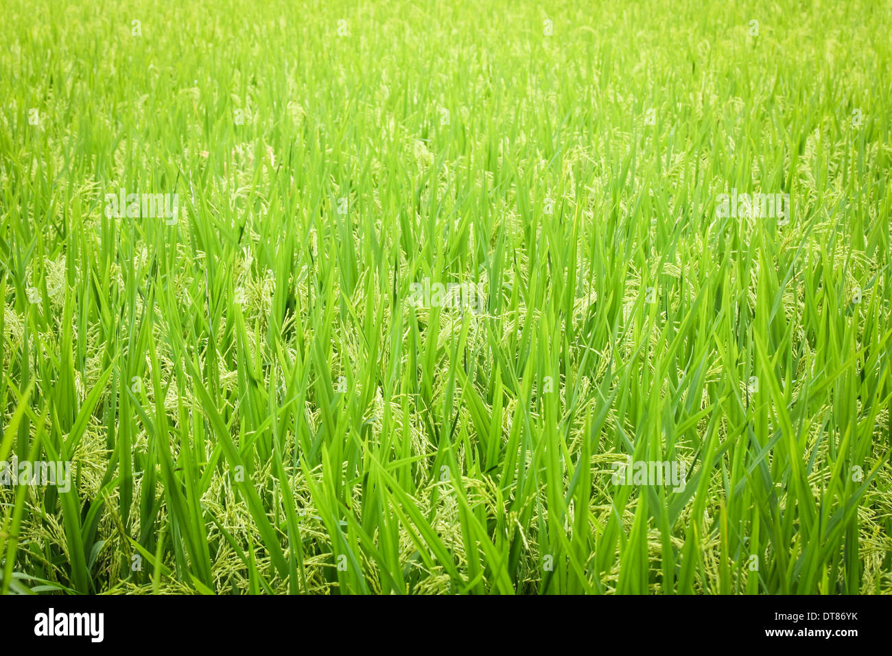 Rice field seamless pattern Stock Photo - Alamy