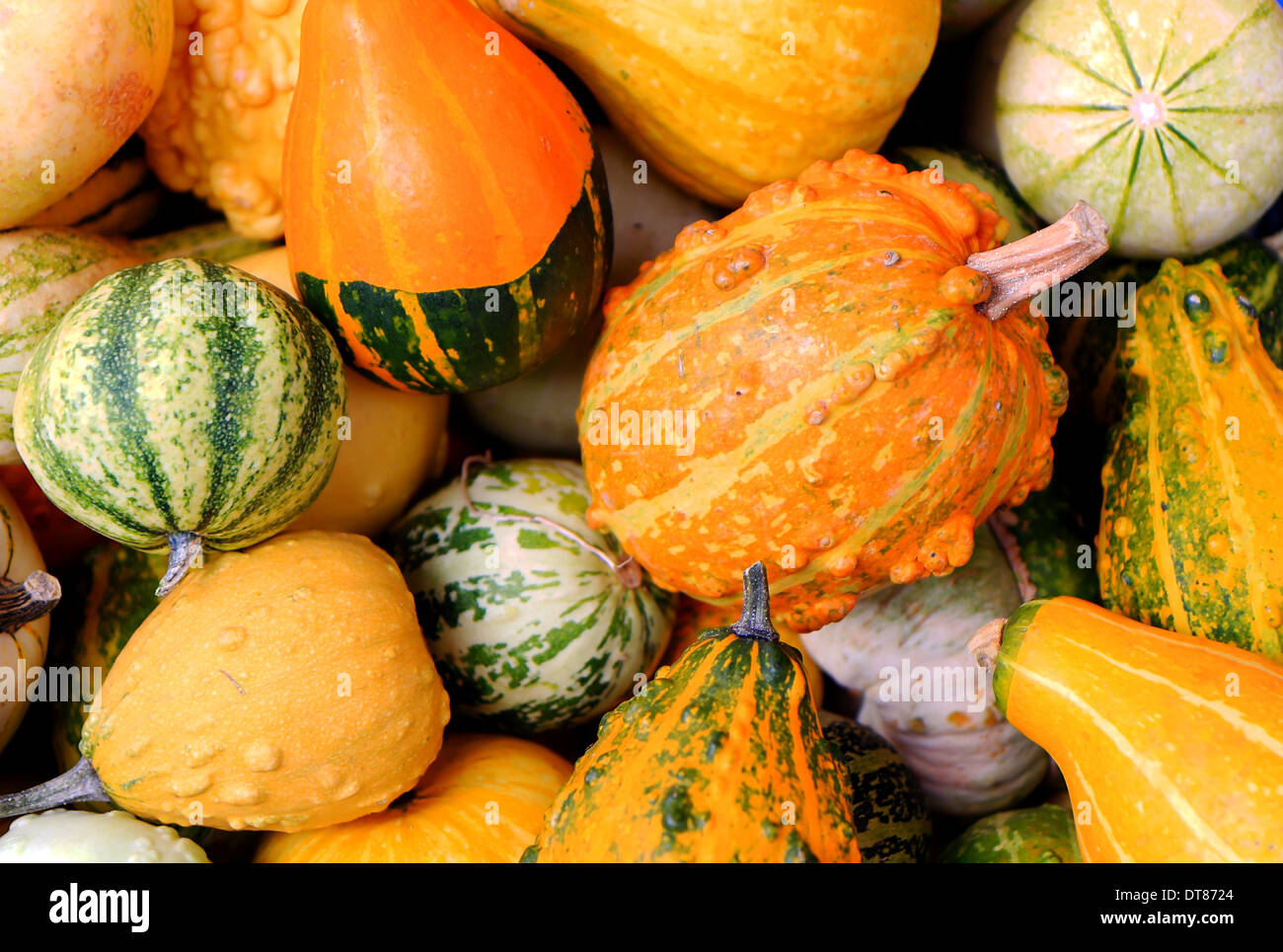 Japanese pumpkins hi-res stock photography and images - Alamy