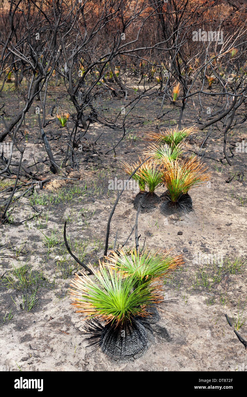 new life after bushfire Black Boys showing effect of fire and new life ...