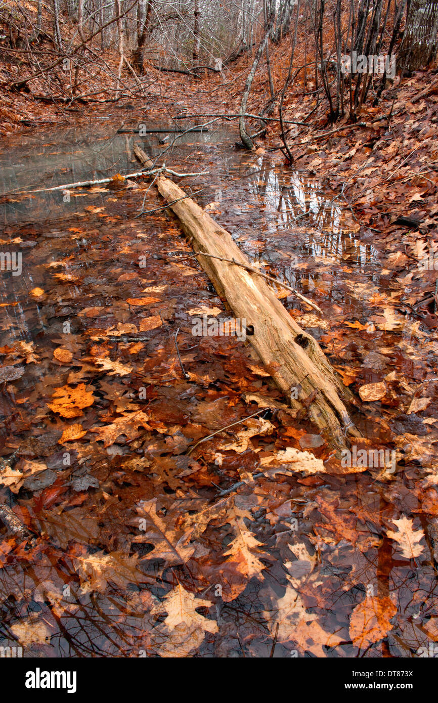 Decaying log hi-res stock photography and images - Alamy