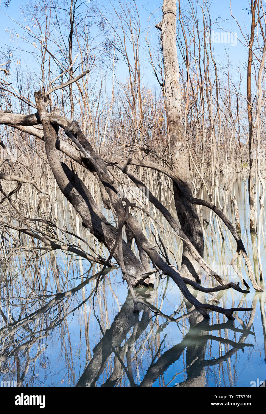 Australia Menindee lakes famous for reflected trees Stock Photo - Alamy