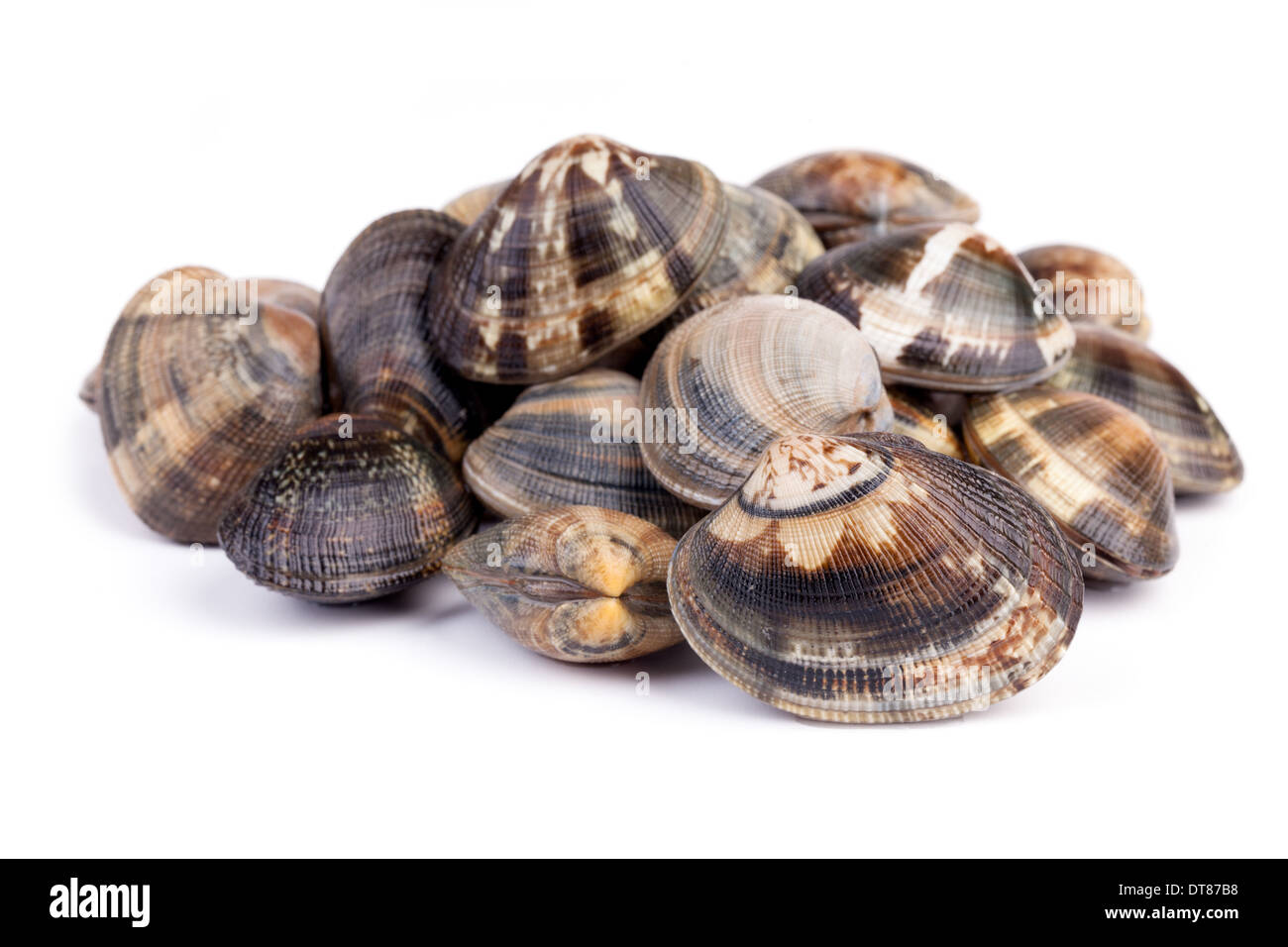 Raw Clams On White Background Stock Photo - Alamy