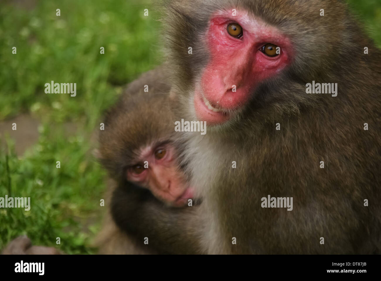 Female japanese macaque macaca hi-res stock photography and images - Alamy