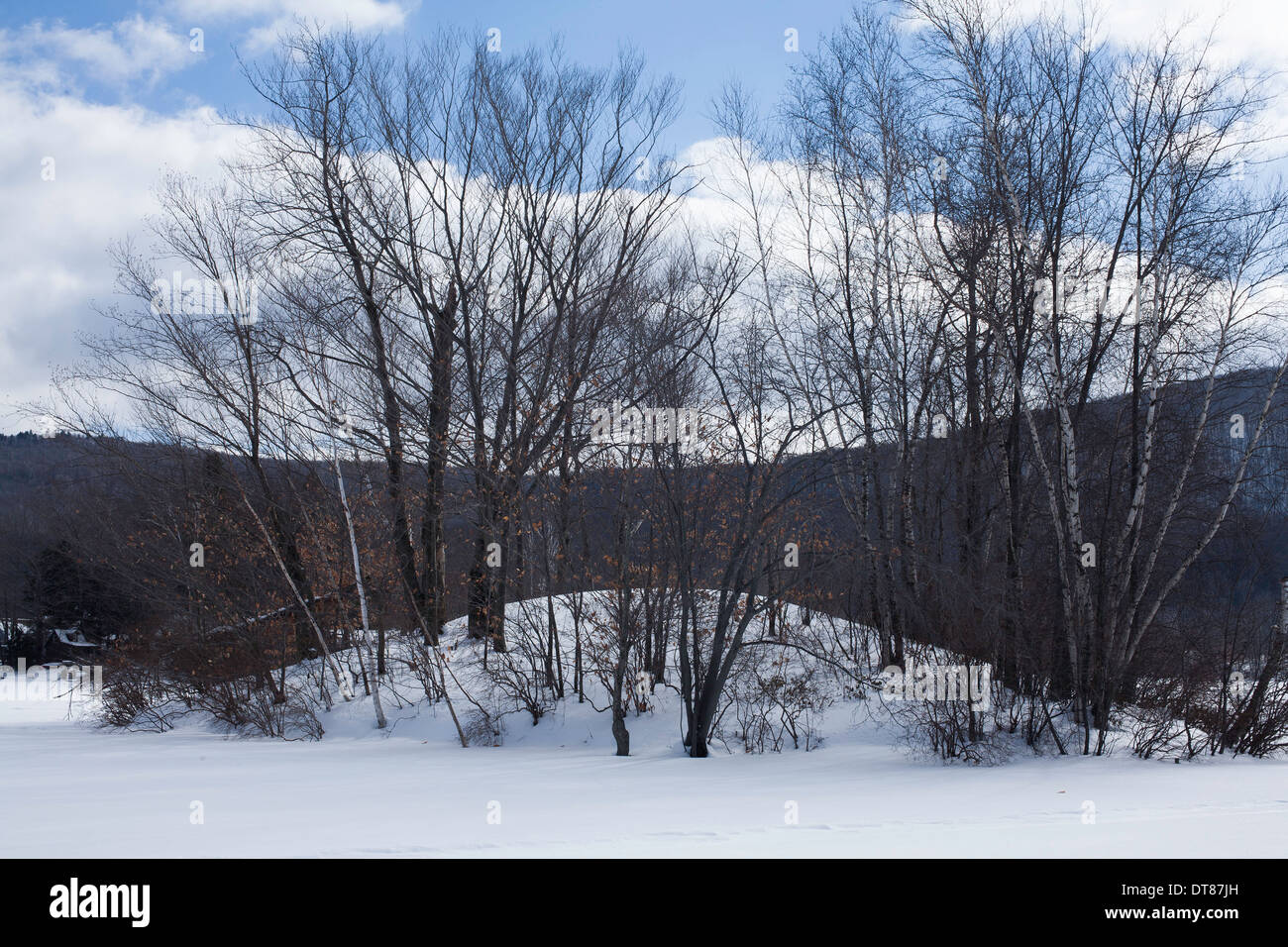 A snowy island in the middle of a frozen pond is set against a New ...