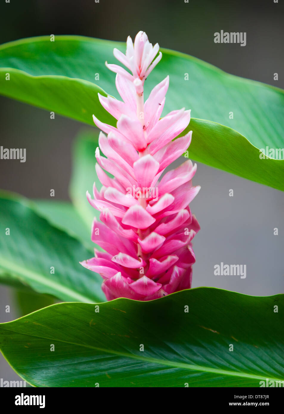 Alpinia purpurata leaf hi-res stock photography and images - Alamy