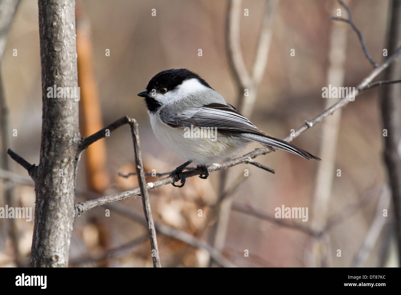 Chickadee flying hi-res stock photography and images - Alamy