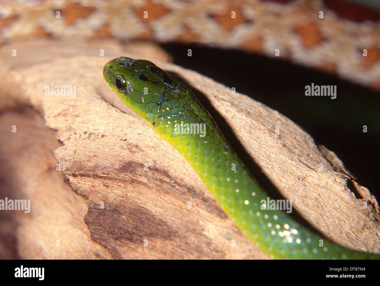 Smooth green snake (Opheodrys vernalis), Colubridae, Mexico Usa Stock ...