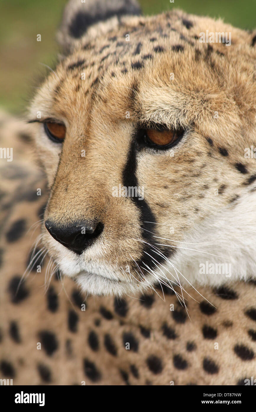 Close up face of a cheetah Stock Photo - Alamy