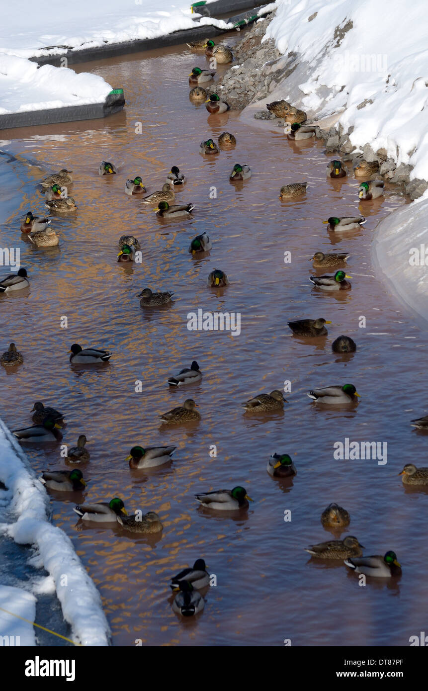 Duck swim in warmer water of construction site runoff Stock Photo - Alamy