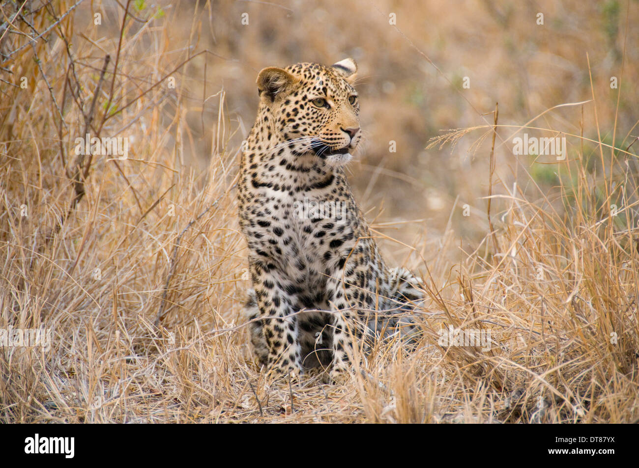 Leopard cub hi-res stock photography and images - Alamy