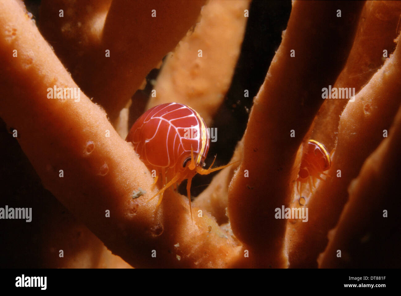 Sea flea (Amaryllis sp.), Henry Head, Botany Bay, Sydney, Australia ...