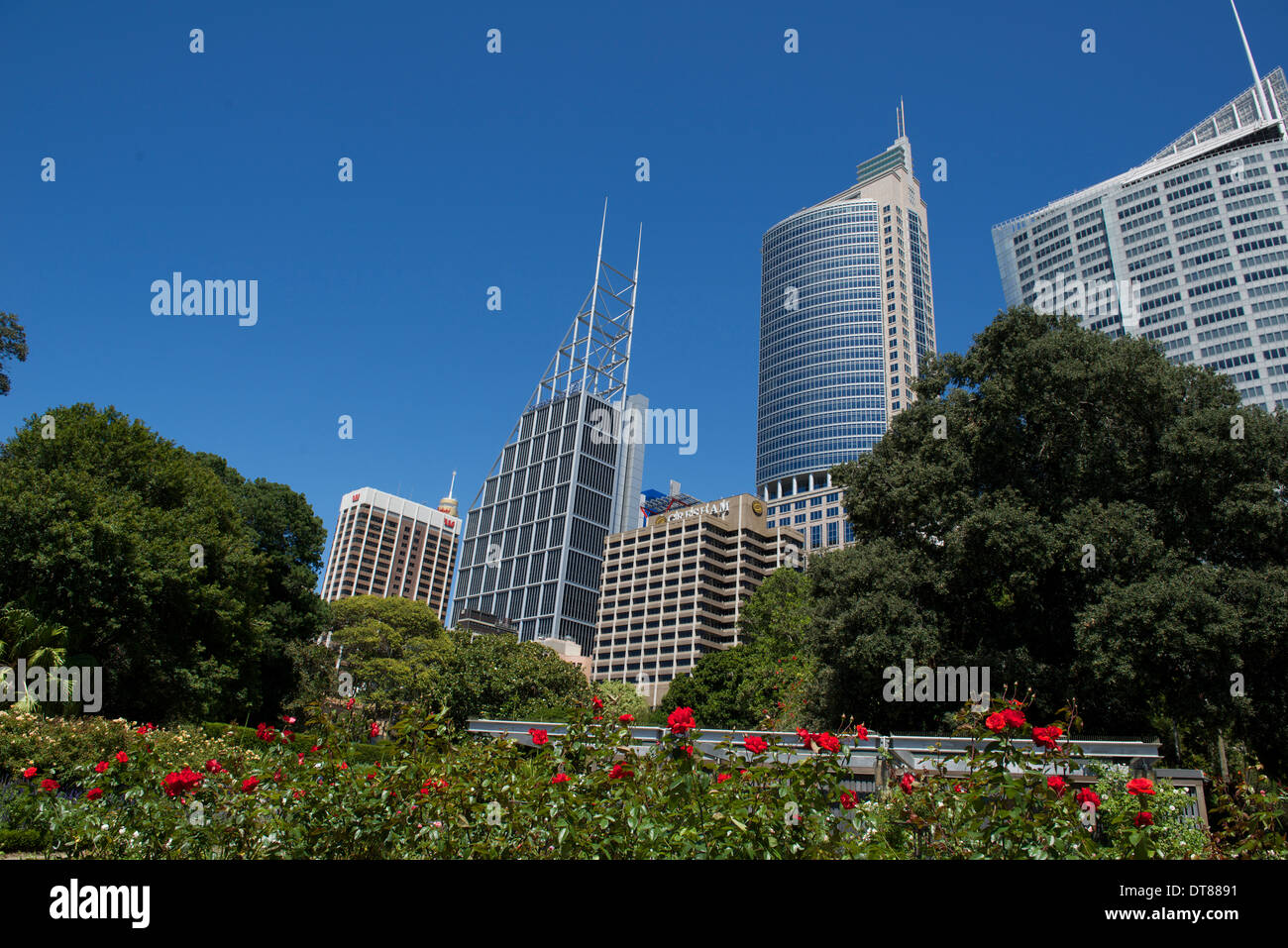 Sydney CBD looking from the rose garden of the Botanic Gardens Sydney ...